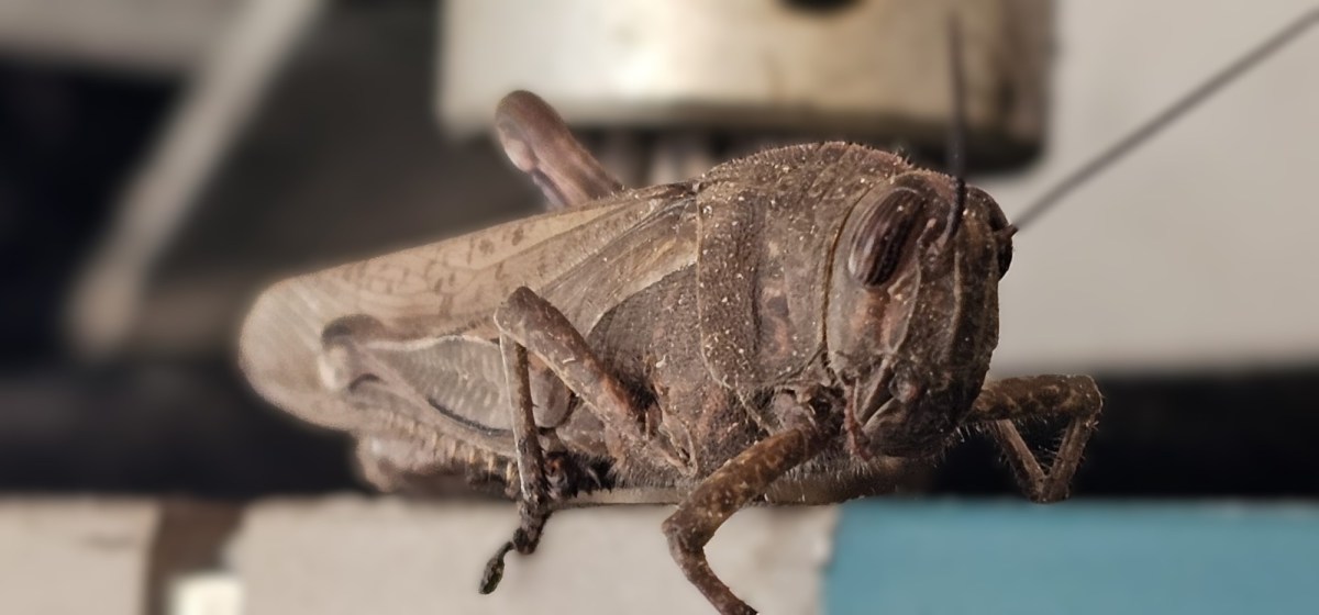 Il Canto del Grillo – DECIMO UOMO